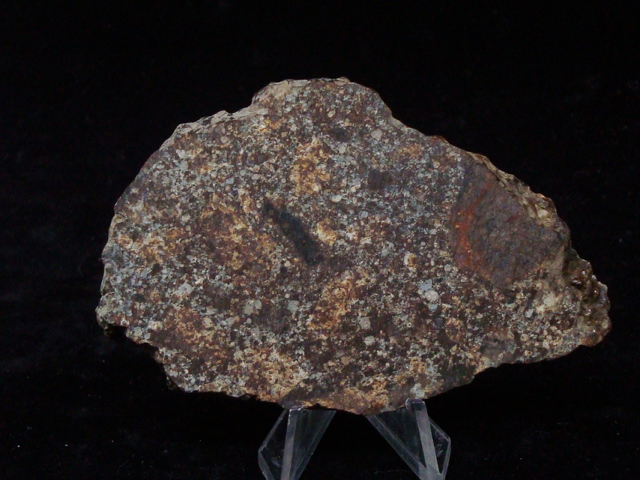 NWA869MeteoriteSlice55.8gms