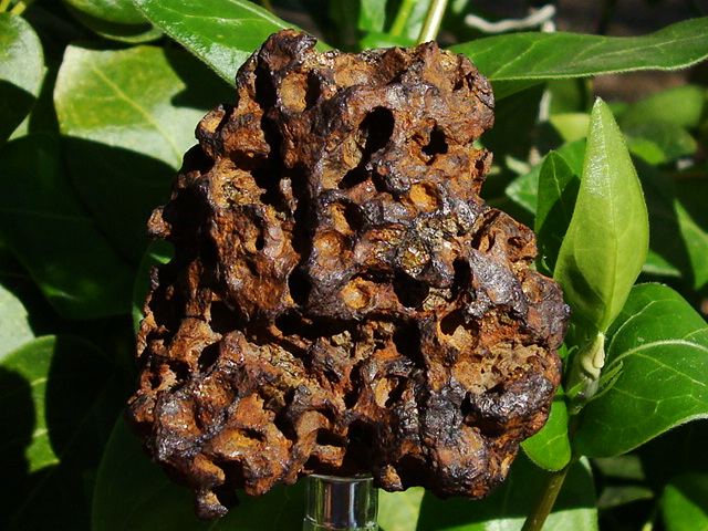 SpringwaterPallasiteMeteoriteIndividua171.7gms