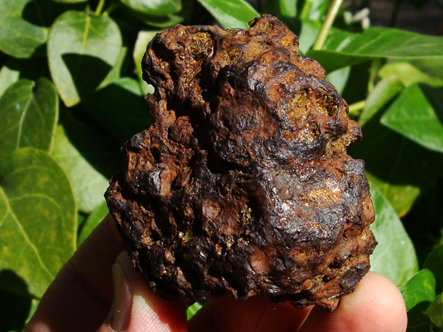 SpringwaterPallasiteMeteoriteIndividua171.7gms