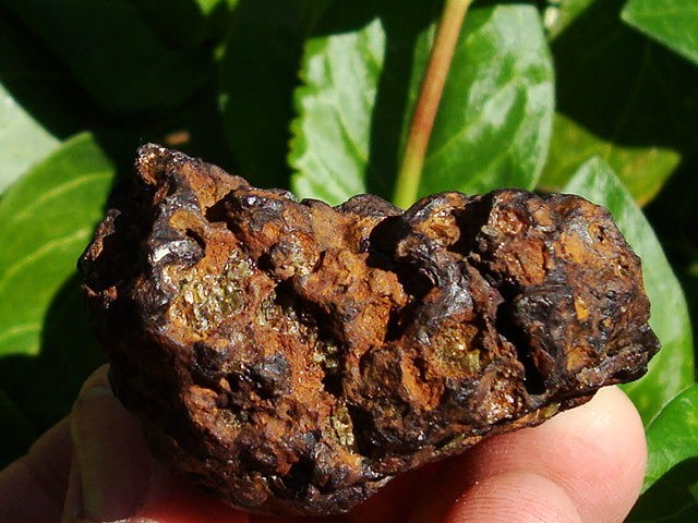 SpringwaterPallasiteMeteoriteIndividua171.7gms